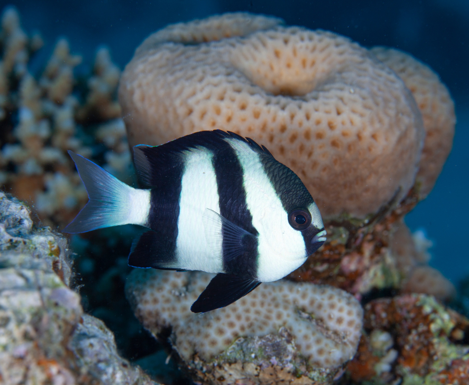 What Types of Fish are in Finding Nemo - PetAquariums