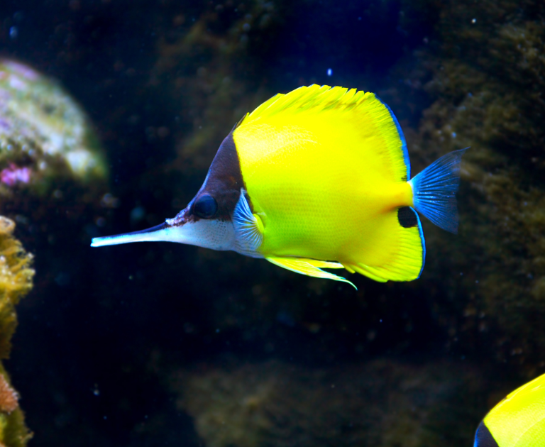 What Types of Fish are in Finding Nemo - PetAquariums