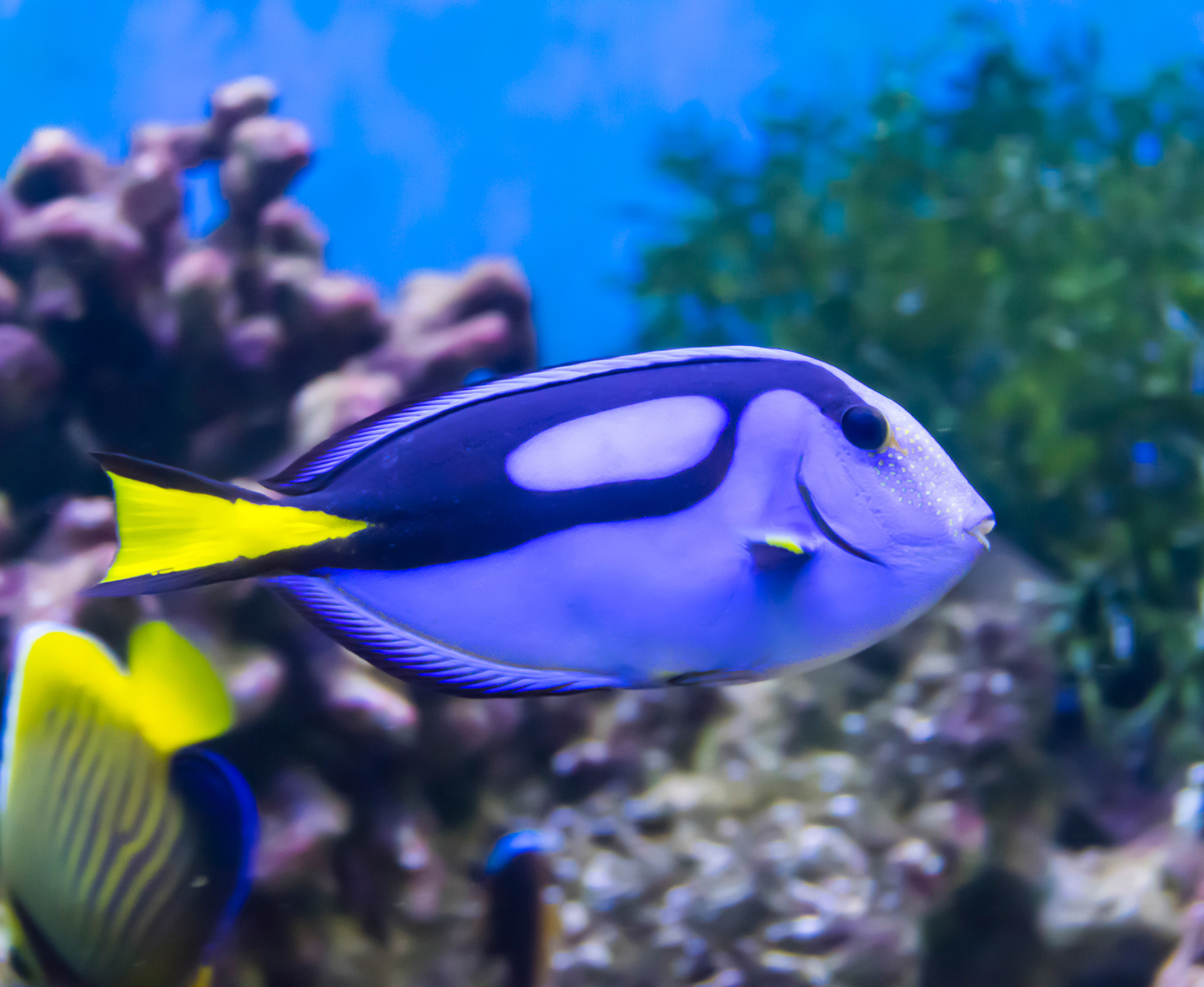 What Types of Fish are in Finding Nemo - PetAquariums
