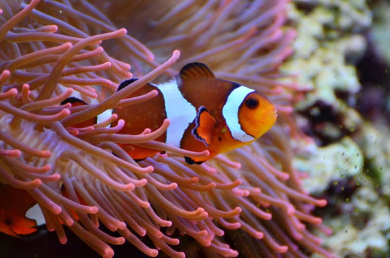 What Do Clownfish Eat? Just About Anything! - PetAquariums