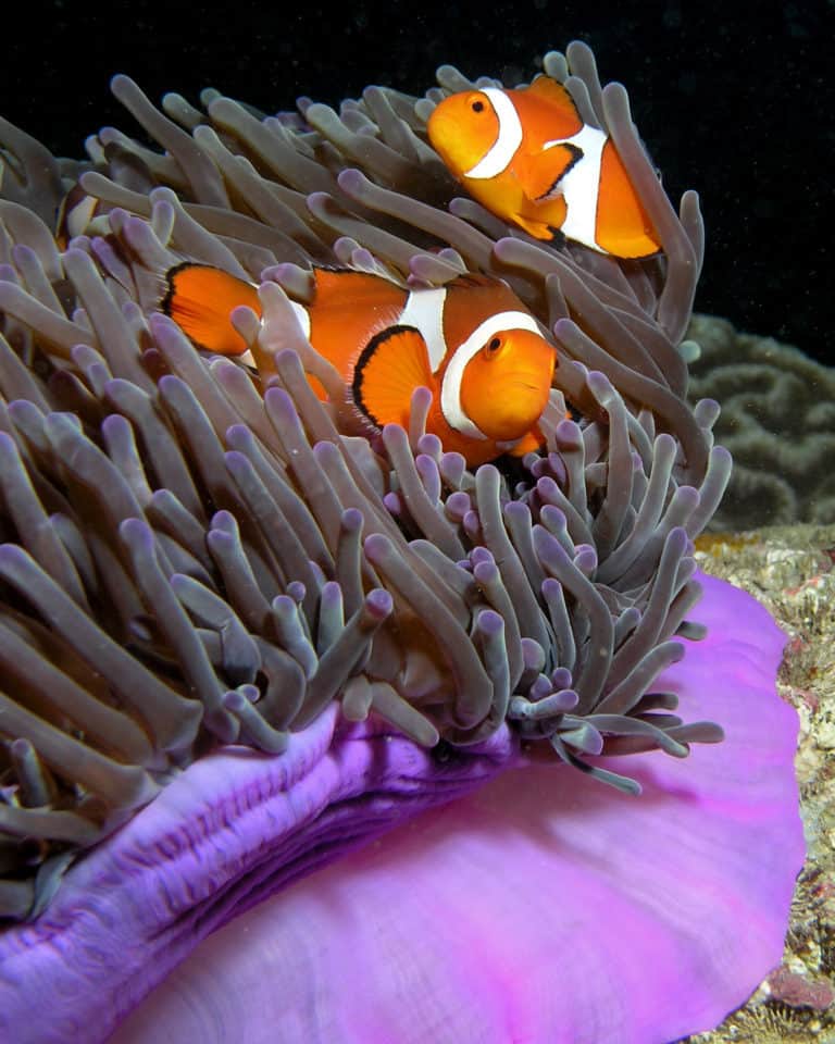 Clownfish Predators: What Eats Clownfish? - PetAquariums