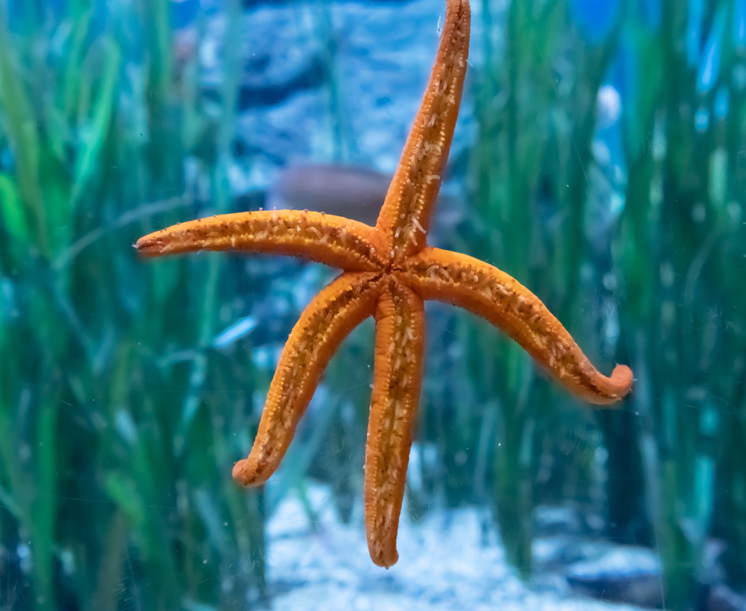 How to Clean Your Fish Tank Gravel With or Without a Vacuum. Everything ...