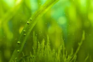 What Color Light Stops a Fish Tank Algae from Growing - PetAquariums