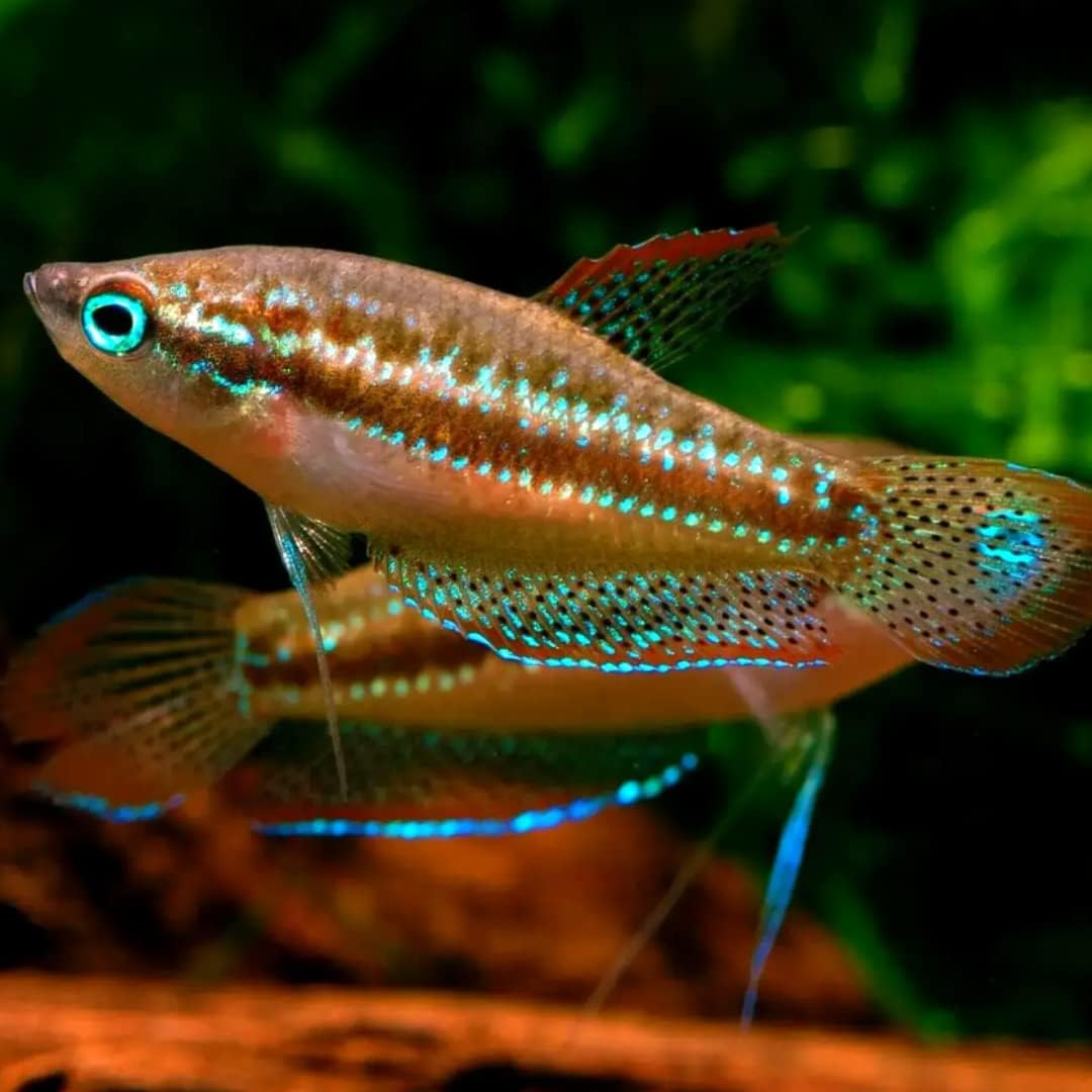 Can Algae Eater Fish Tolerate Aquarium Salt - PetAquariums