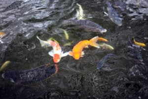 How Do Koi Fish Mate? Do They Dance - PetAquariums