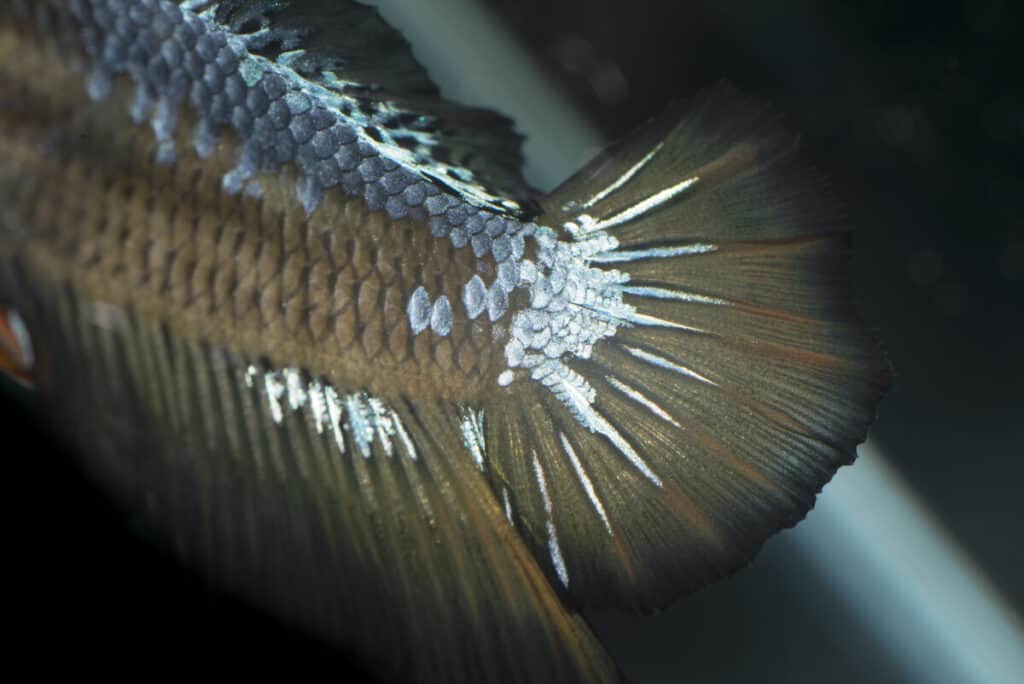 How Do Bettas Get Fin Rot? - PetAquariums