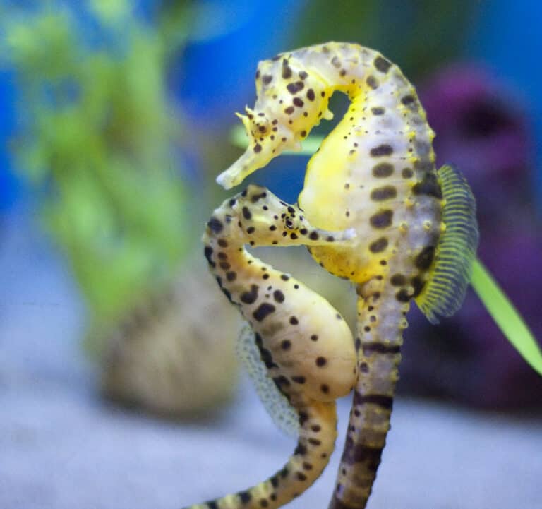 Do Seahorses Mate for Life? - PetAquariums