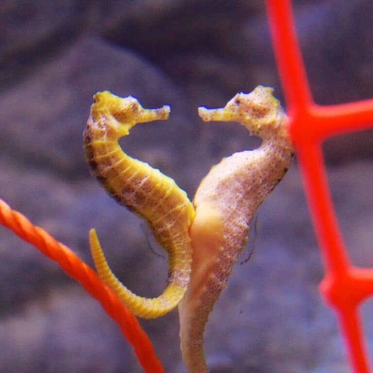 Can Seahorses Change Their Gender? - PetAquariums