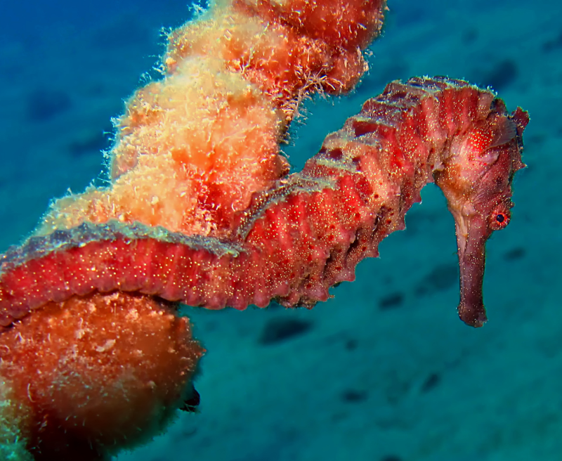 Can Seahorses Change Their Gender? - PetAquariums