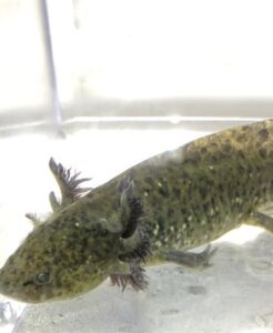 Axolotl Breeds And Color Morphs. Do They Glow In The Dark? - PetAquariums