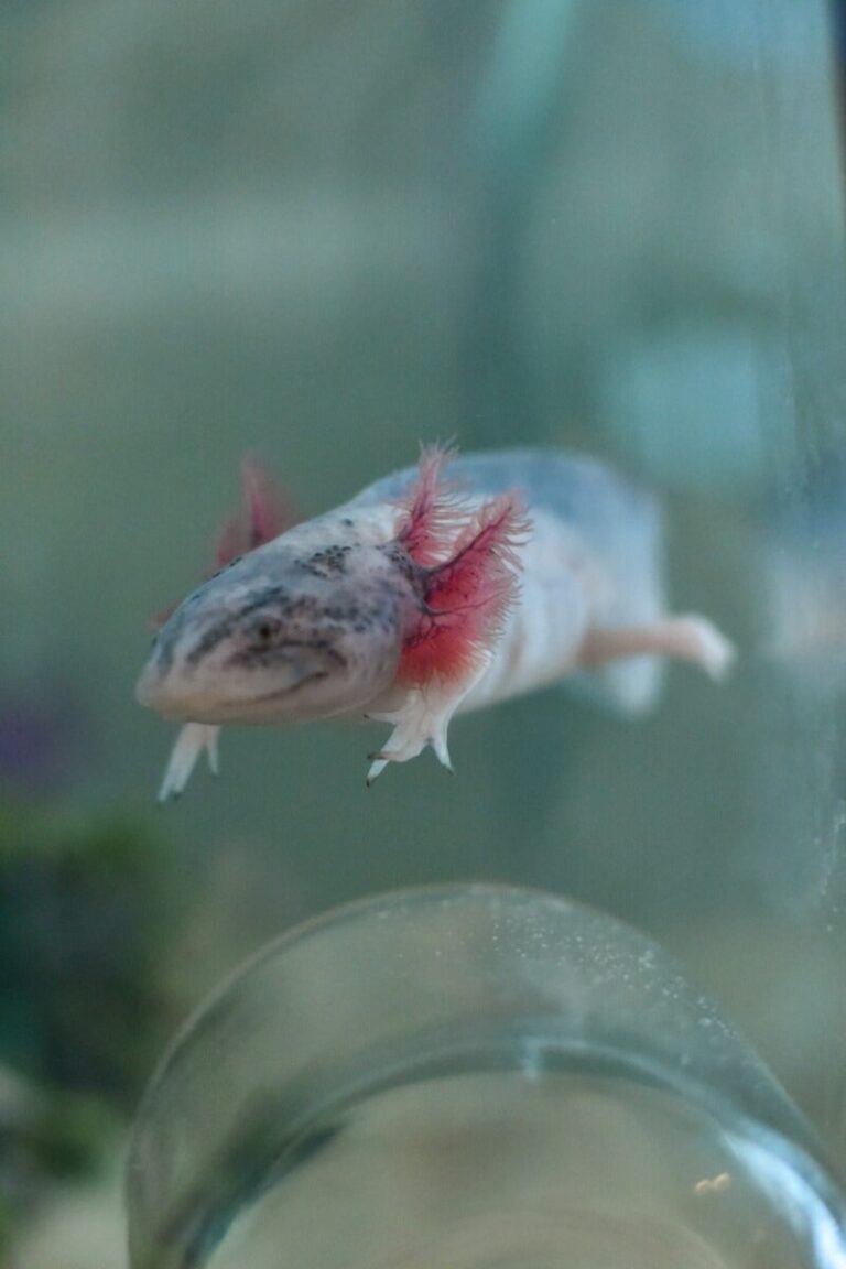 Axolotl Breeds And Color Morphs. Do They Glow In The Dark? - PetAquariums