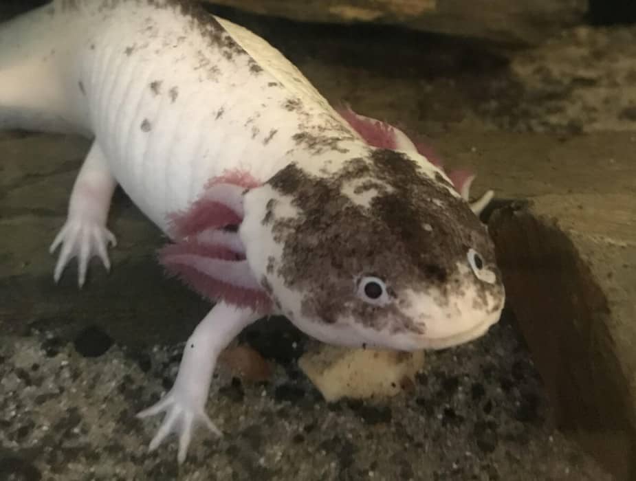Axolotl Breeds And Color Morphs. Do They Glow In The Dark? - PetAquariums