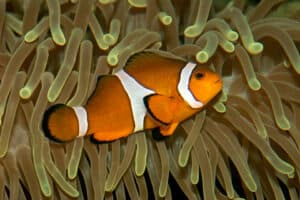 Clownfish Predators: What Eats Clownfish? - PetAquariums