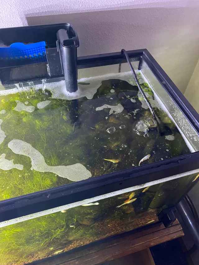 1 Reason Why Your Fish Tank Smell Bad! - PetAquariums