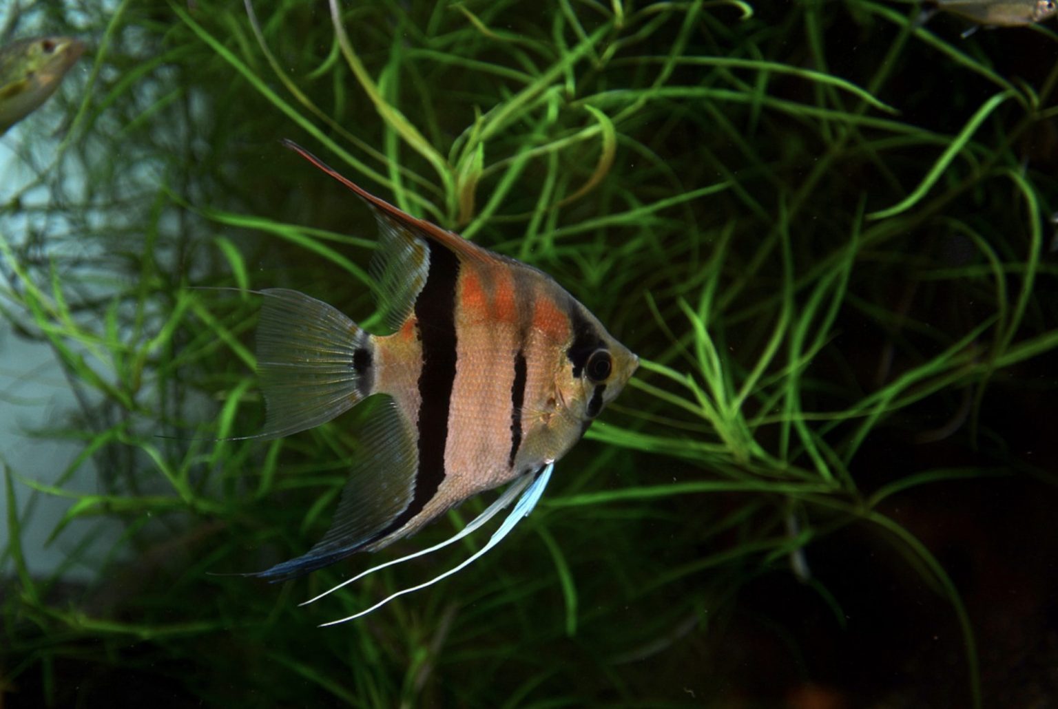 How Long Do Aquarium Fish Live - PetAquariums
