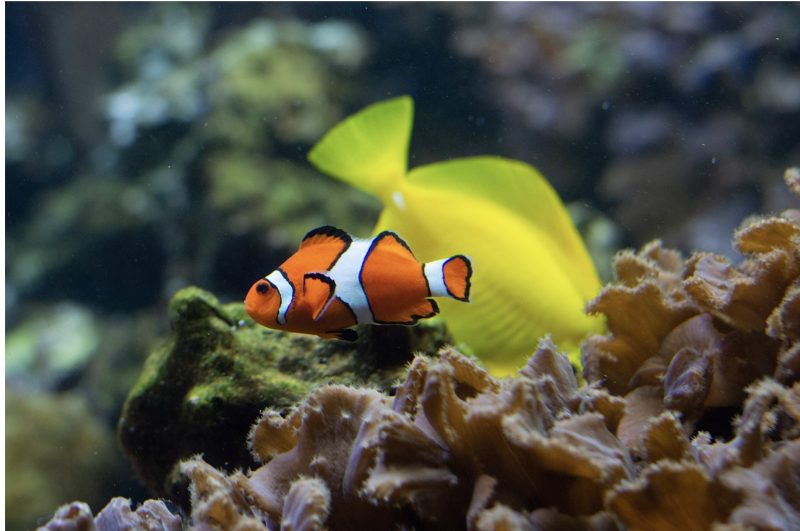 Are Clownfish Good For Beginners? Perfect Fish - PetAquariums