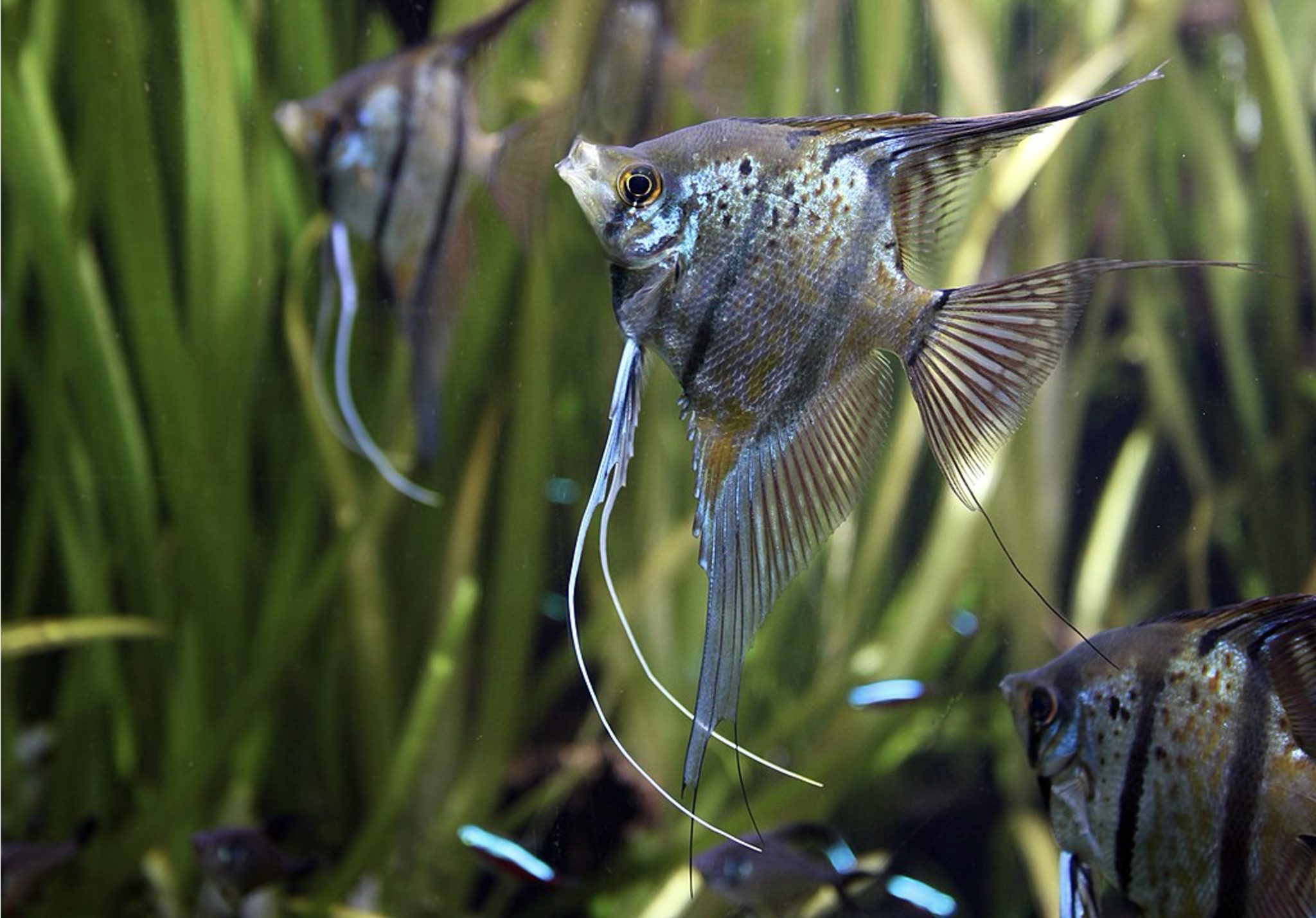 Why Do Angelfish Have Such Long Fins? - PetAquariums
