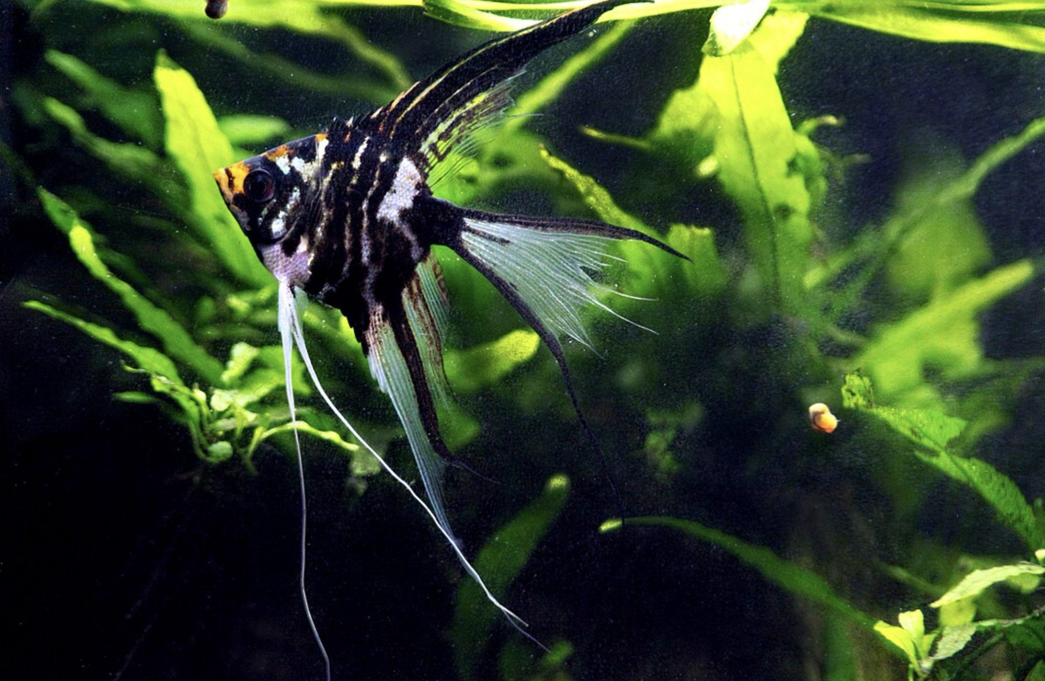 Why Do Angelfish Have Such Long Fins? - PetAquariums