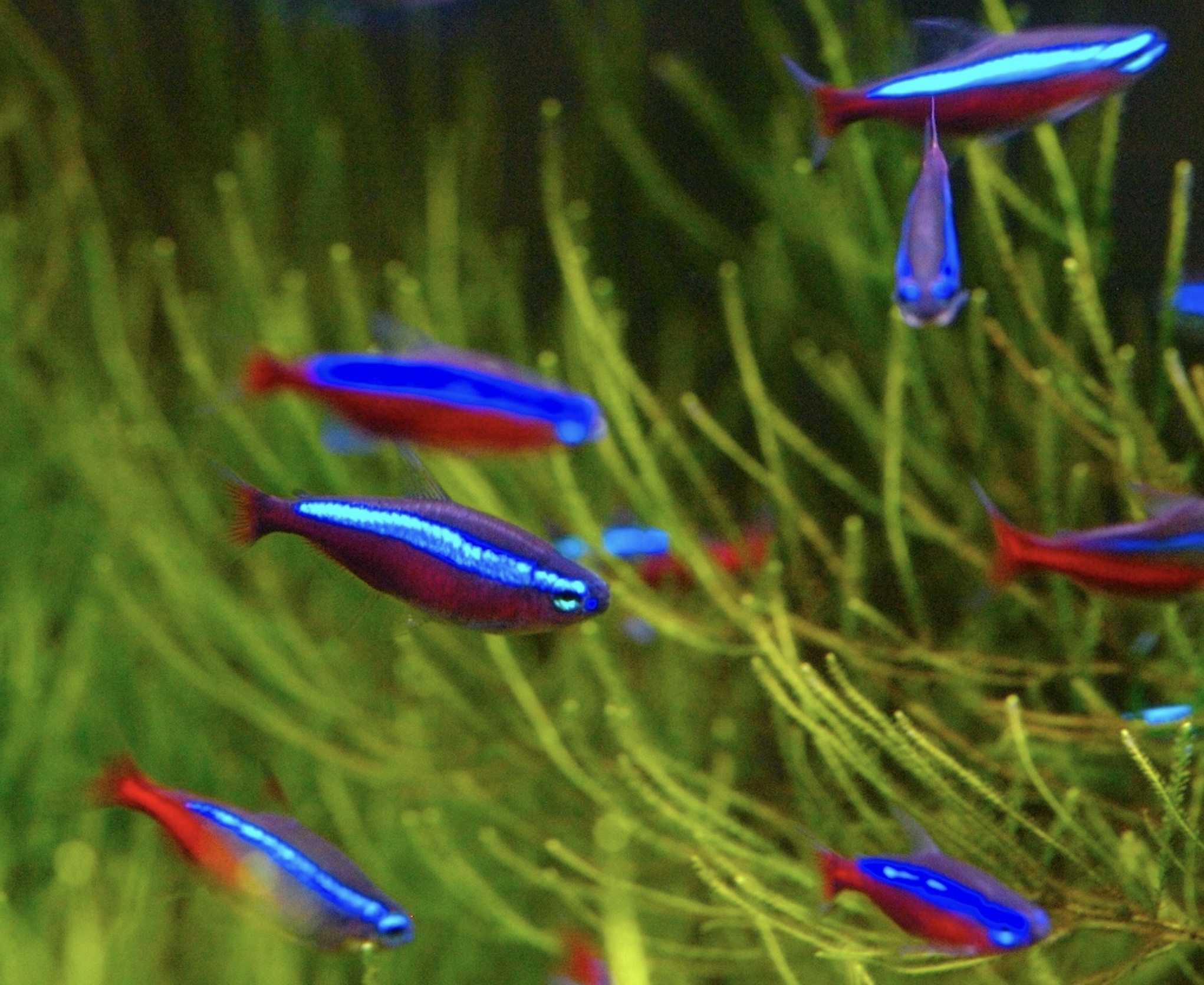 Do Neon Tetras Like Hard Water in Aquariums? - PetAquariums