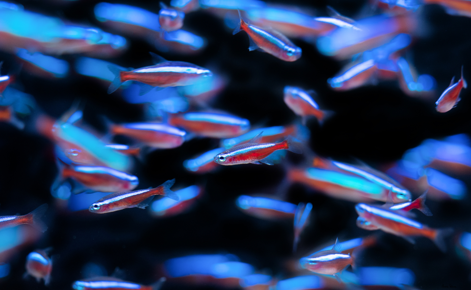 So why Are Neon Tetras Hard To Keep? Here’s 6 Reasons - PetAquariums