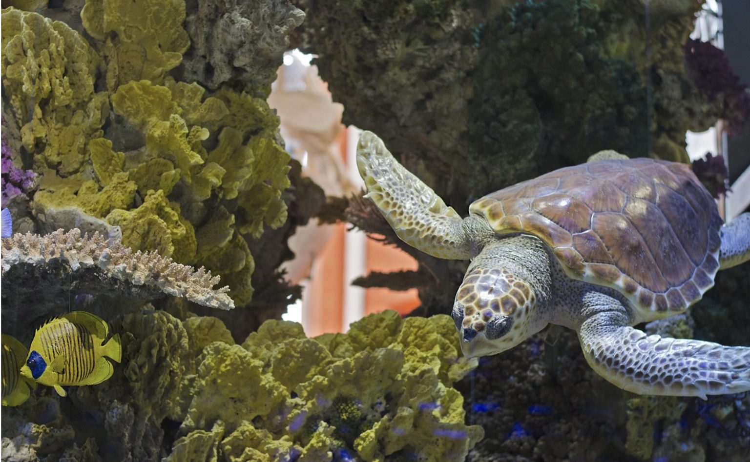Best Non Fish Aquarium Pets You Can Keep - PetAquariums