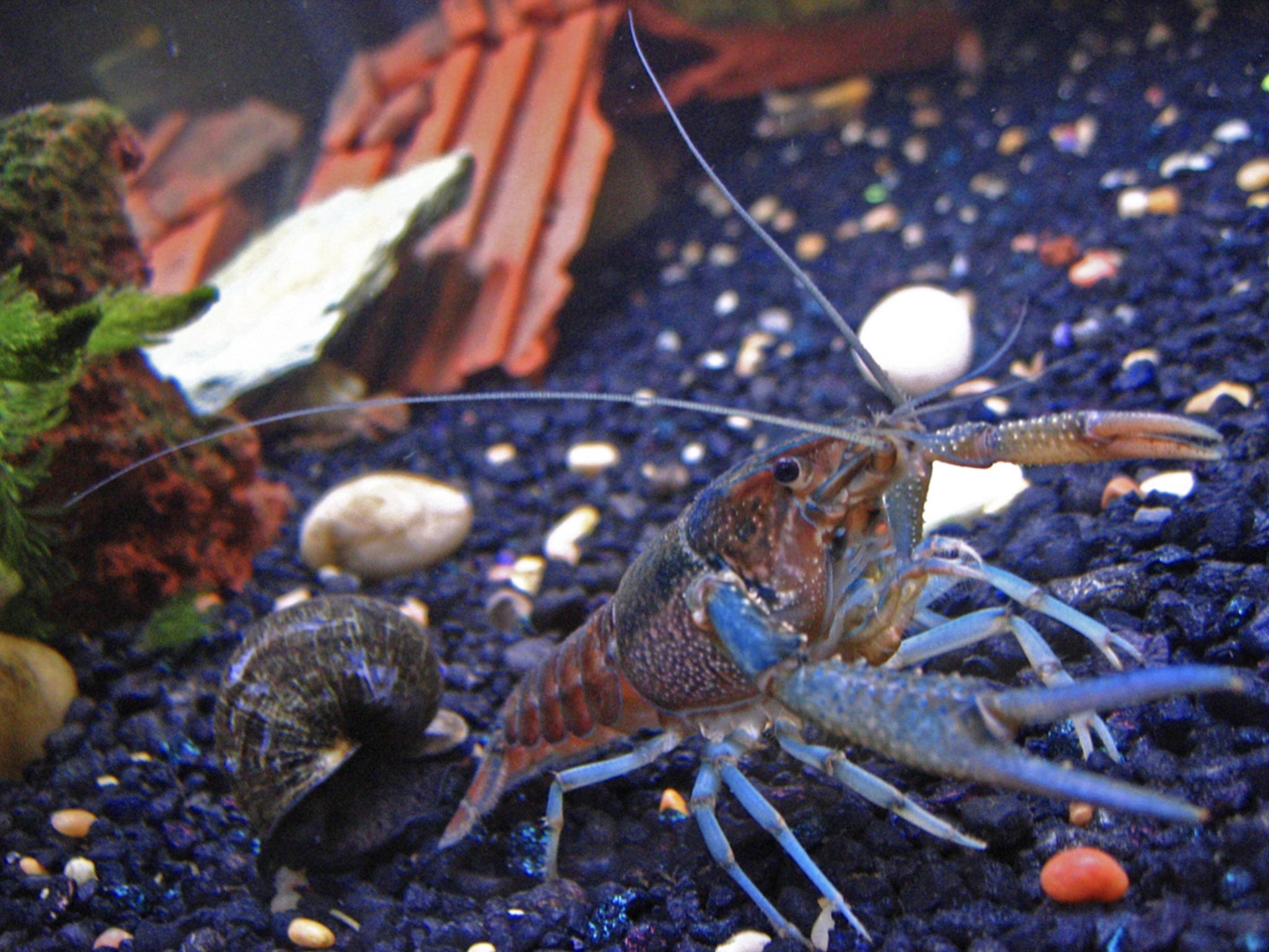 Best Non Fish Aquarium Pets You Can Keep - PetAquariums