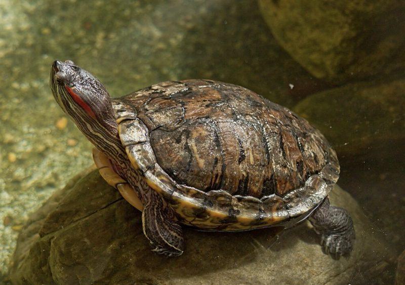 How to Keep Terrapins and Turtles in a Tank - PetAquariums
