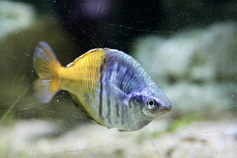 Can you Keep Rainbow Fish Alone in a Fish Tank - PetAquariums