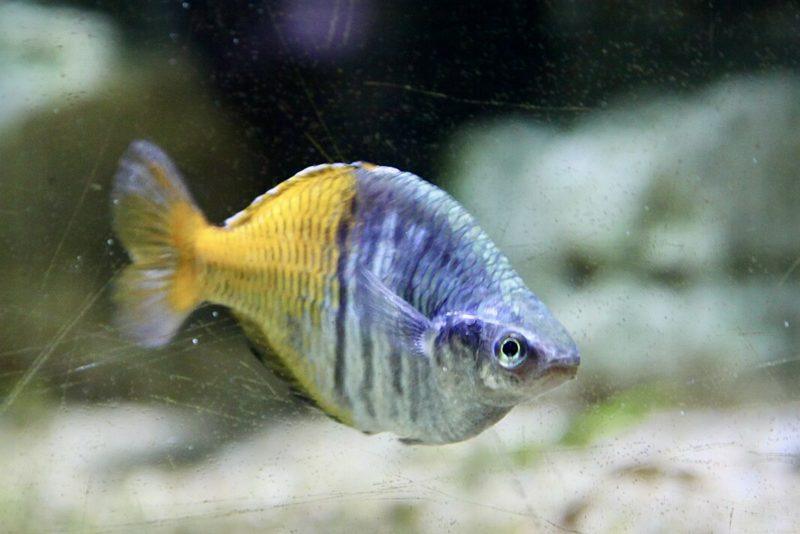 Can you Keep Rainbow Fish Alone in a Fish Tank - PetAquariums