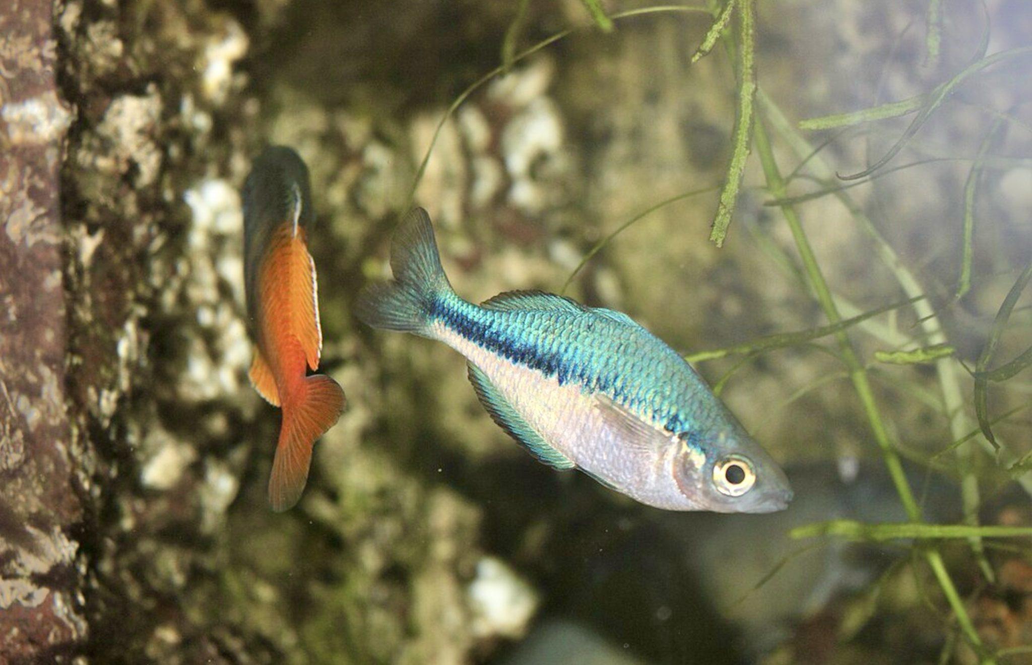 Can you Keep Rainbow Fish Alone in a Fish Tank - PetAquariums