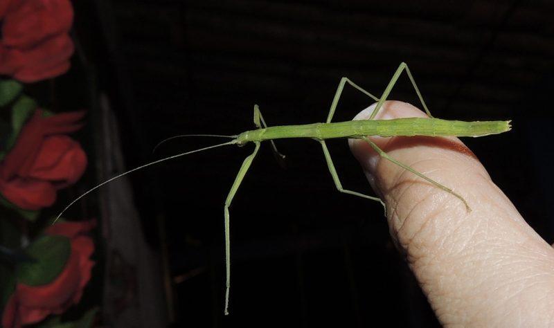 Easy Guide to Keeping Stick Insects as Pets