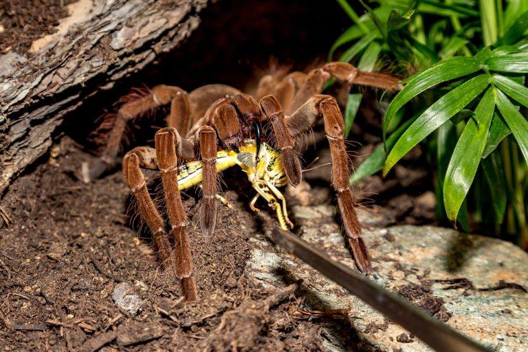 Tarantula Feeding: What Do Tarantulas Eat, How, and When? - PetAquariums